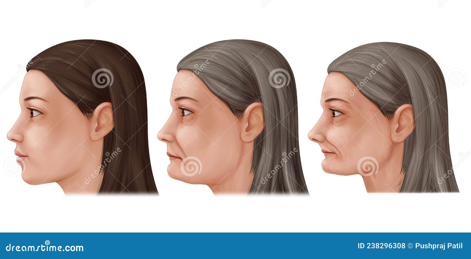 Aging face and jaw bone stock illustration. Illustration of anatomy ...