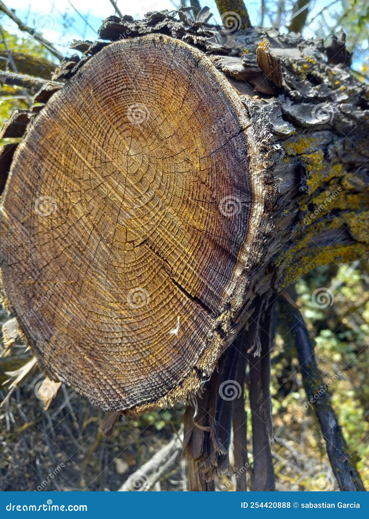 Aging& x27; Log Trunk stock photo. Image of forest - 254420888