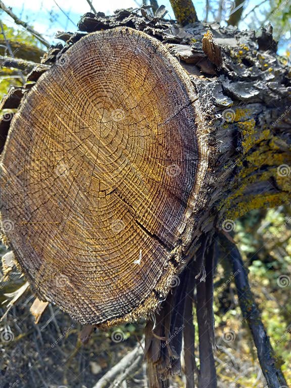 Aging& x27; Log Trunk stock photo. Image of forest - 254420888