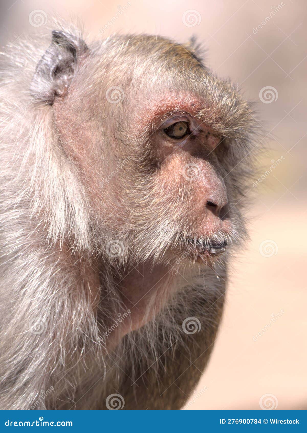 Aging, a macaque monkey stock photo. Image of monkey - 276900784