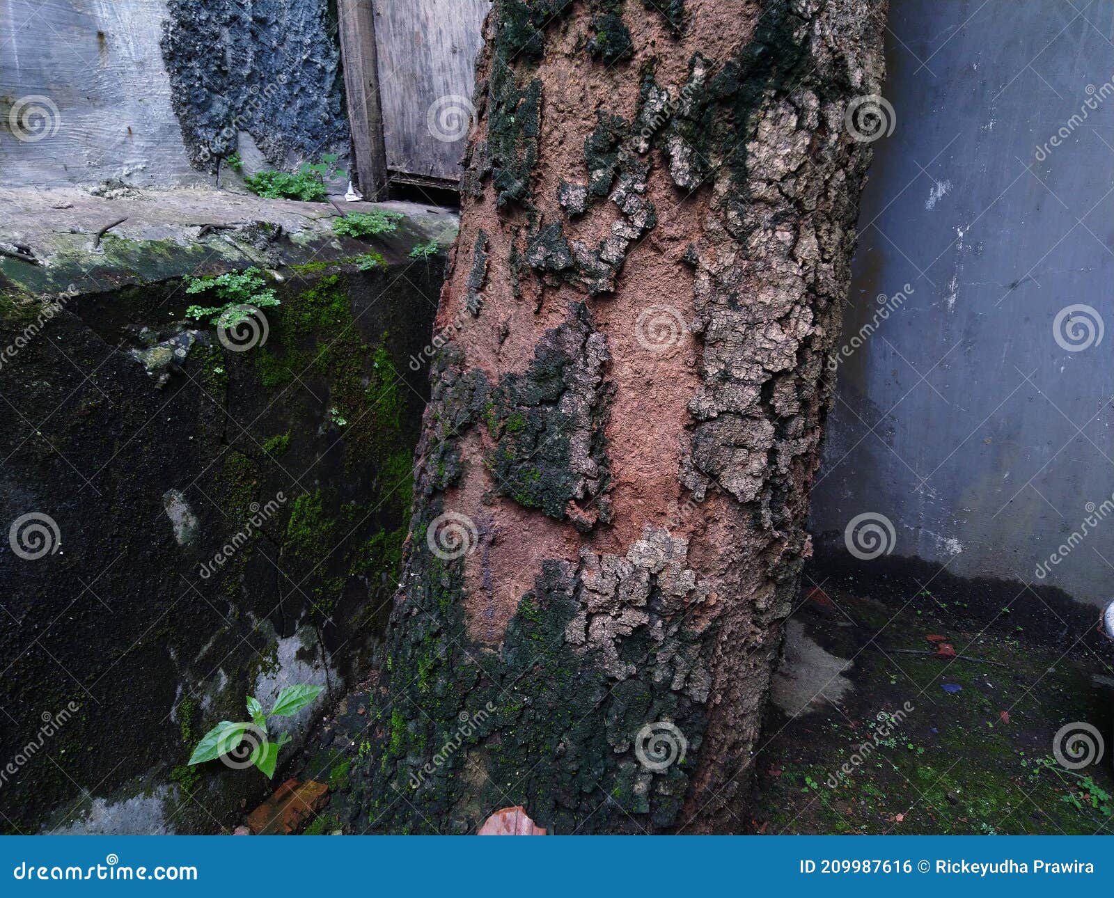 Aging mango tree stock photo. Image of soil, wall, woodland - 209987616