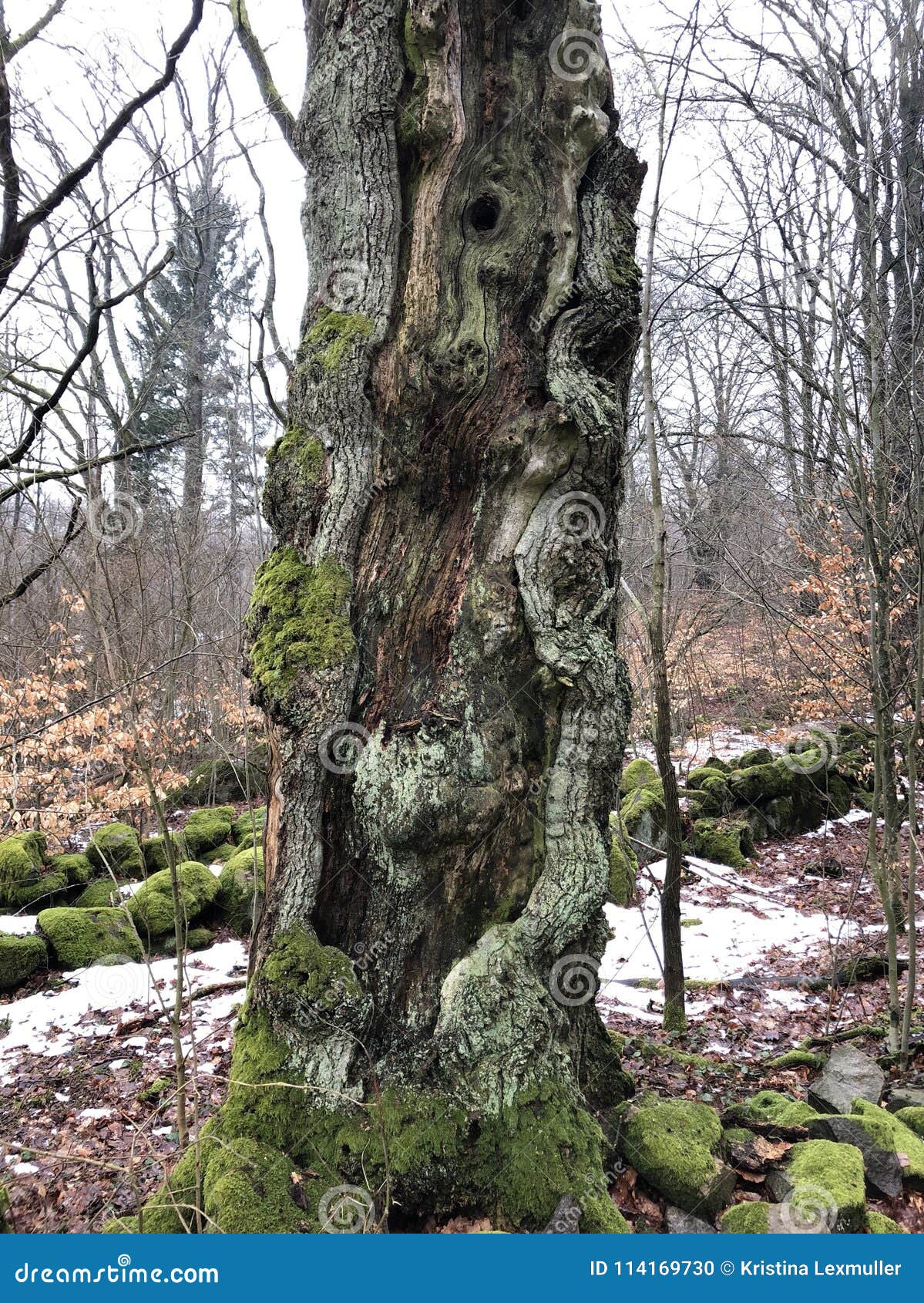 Aging nature stock photo. Image of forest, trunk, stem - 114169730