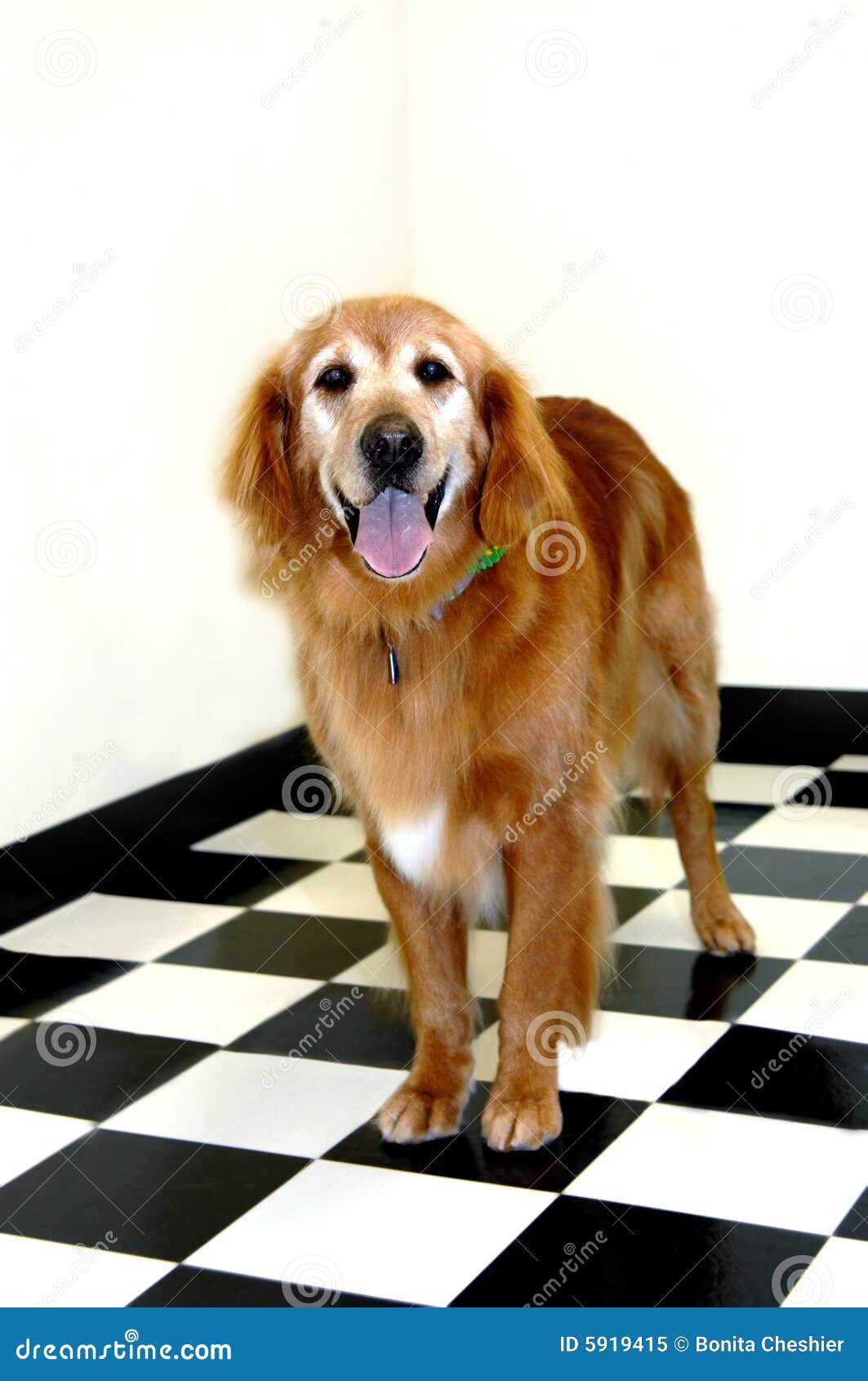 Aging Pet Dog stock image. Image of furry, hair, panting - 5919415