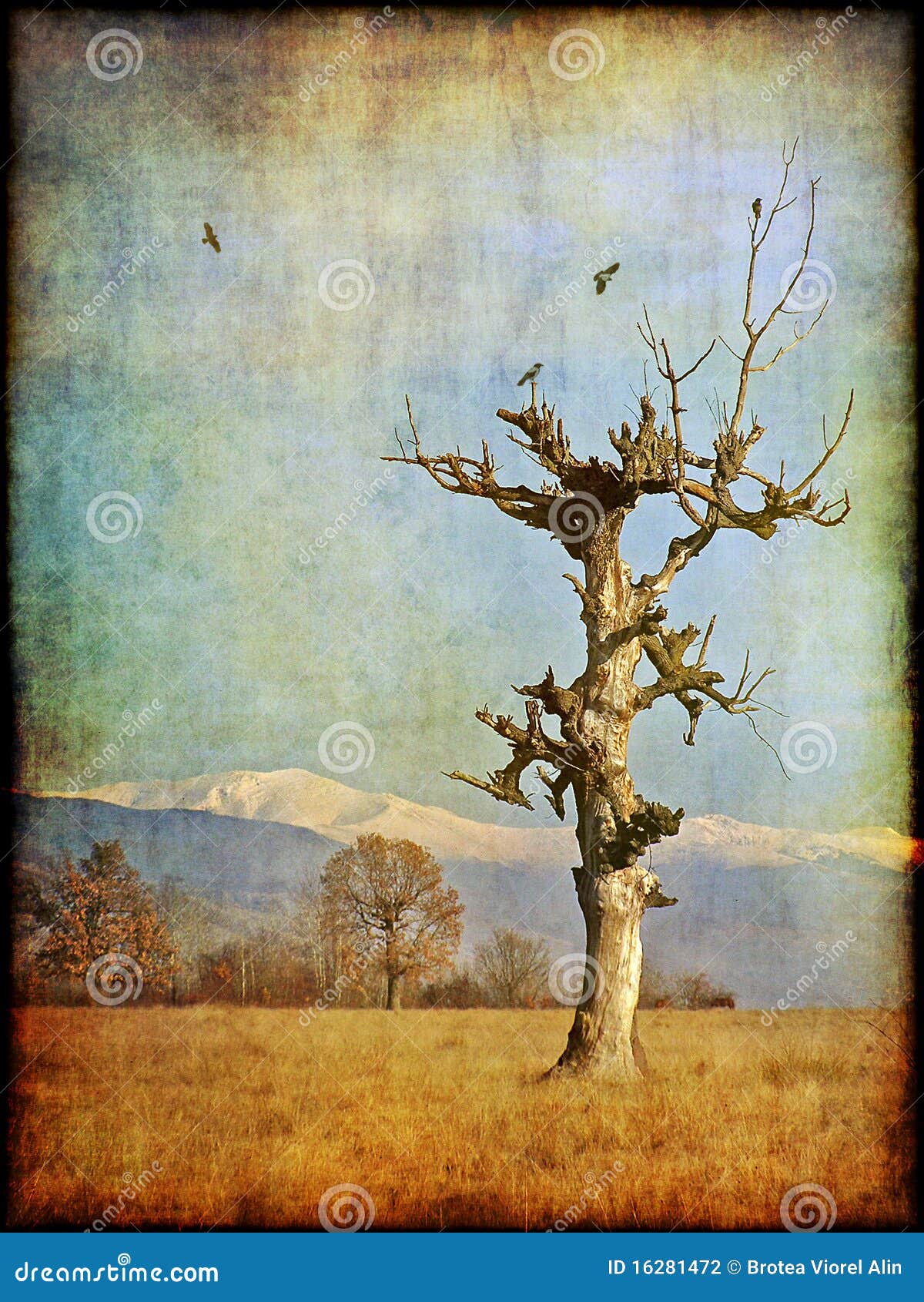 Aging photography stock photo. Image of season, aging - 16281472