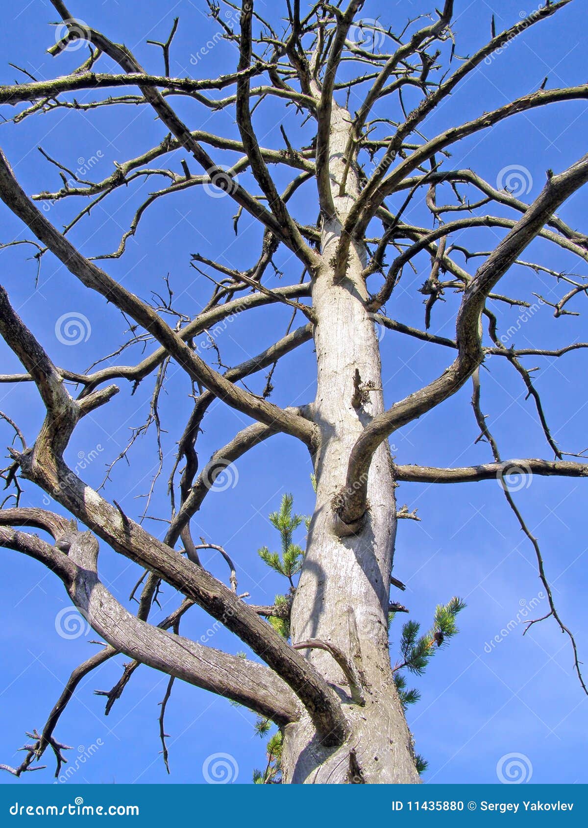 Aging Pine Cone Stock Photo | CartoonDealer.com #16974732