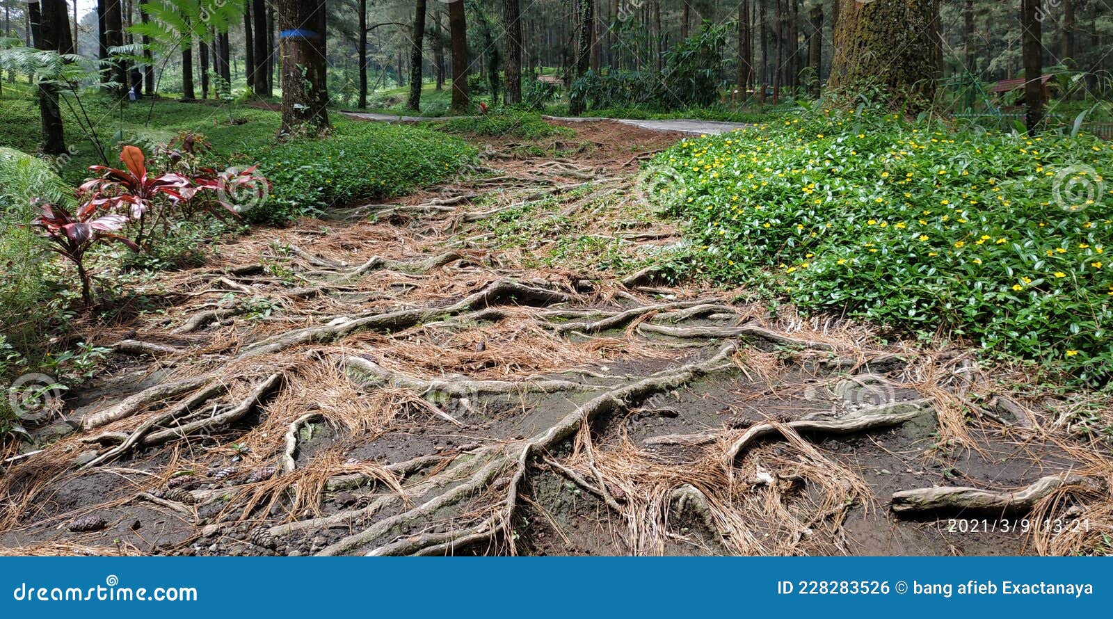 Aging pine tree roots stock photo. Image of soil, autumn - 228283526