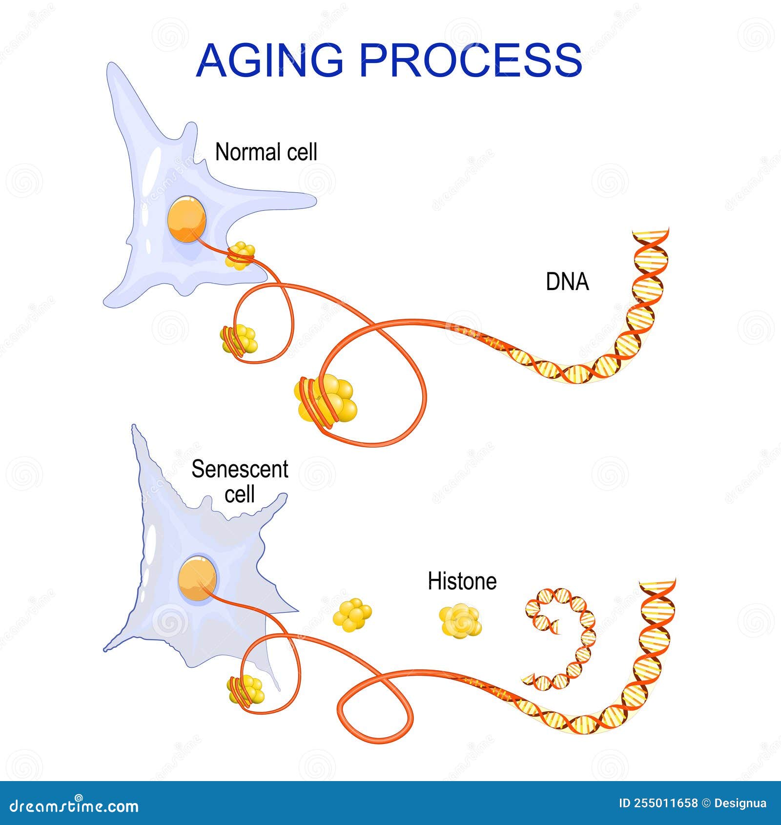 Aging Process into Cells. Chromatin, DNA and Histones Stock Vector ...