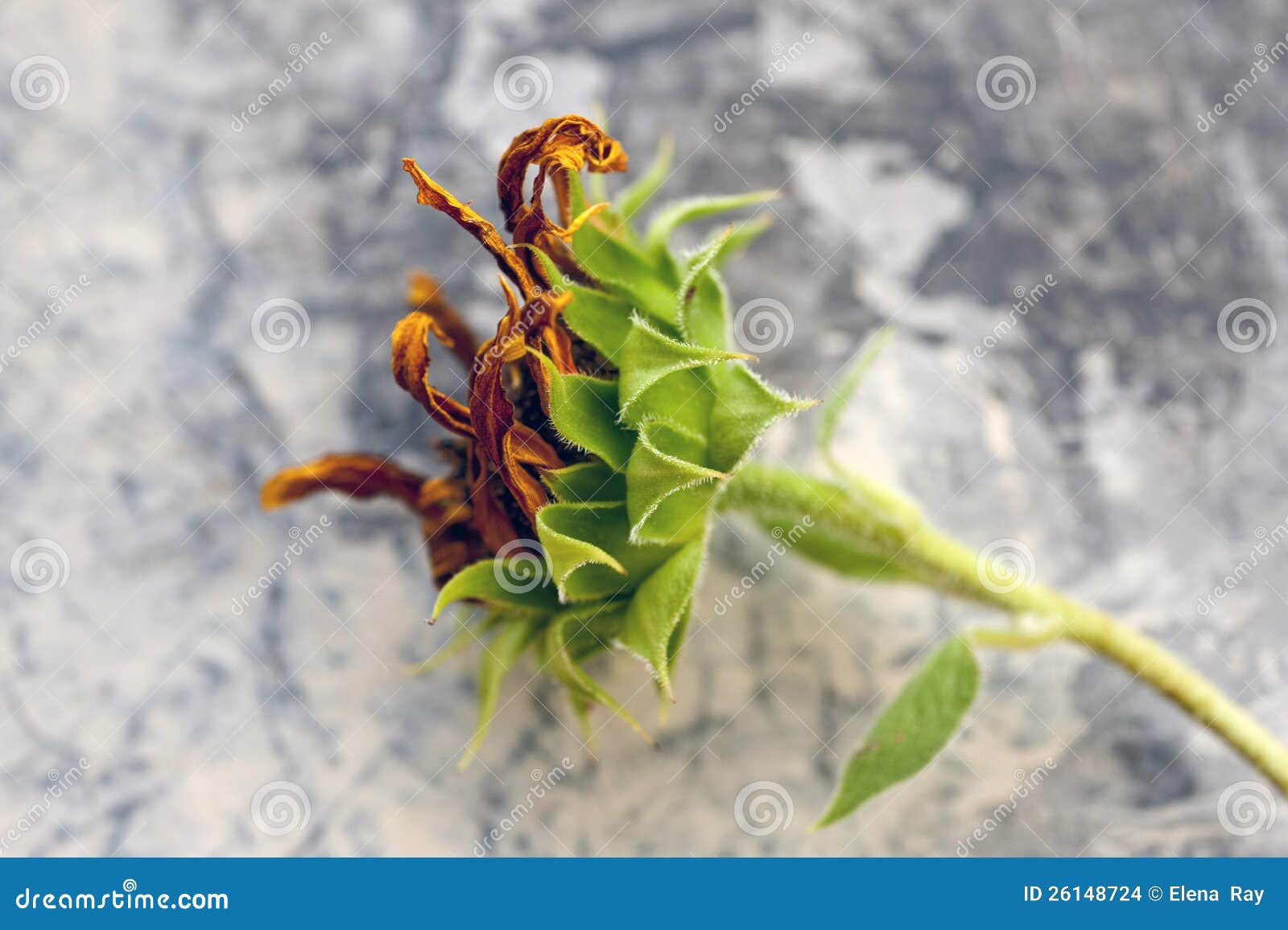 Aging Sunflower stock photo. Image of organic, autumn - 26148724