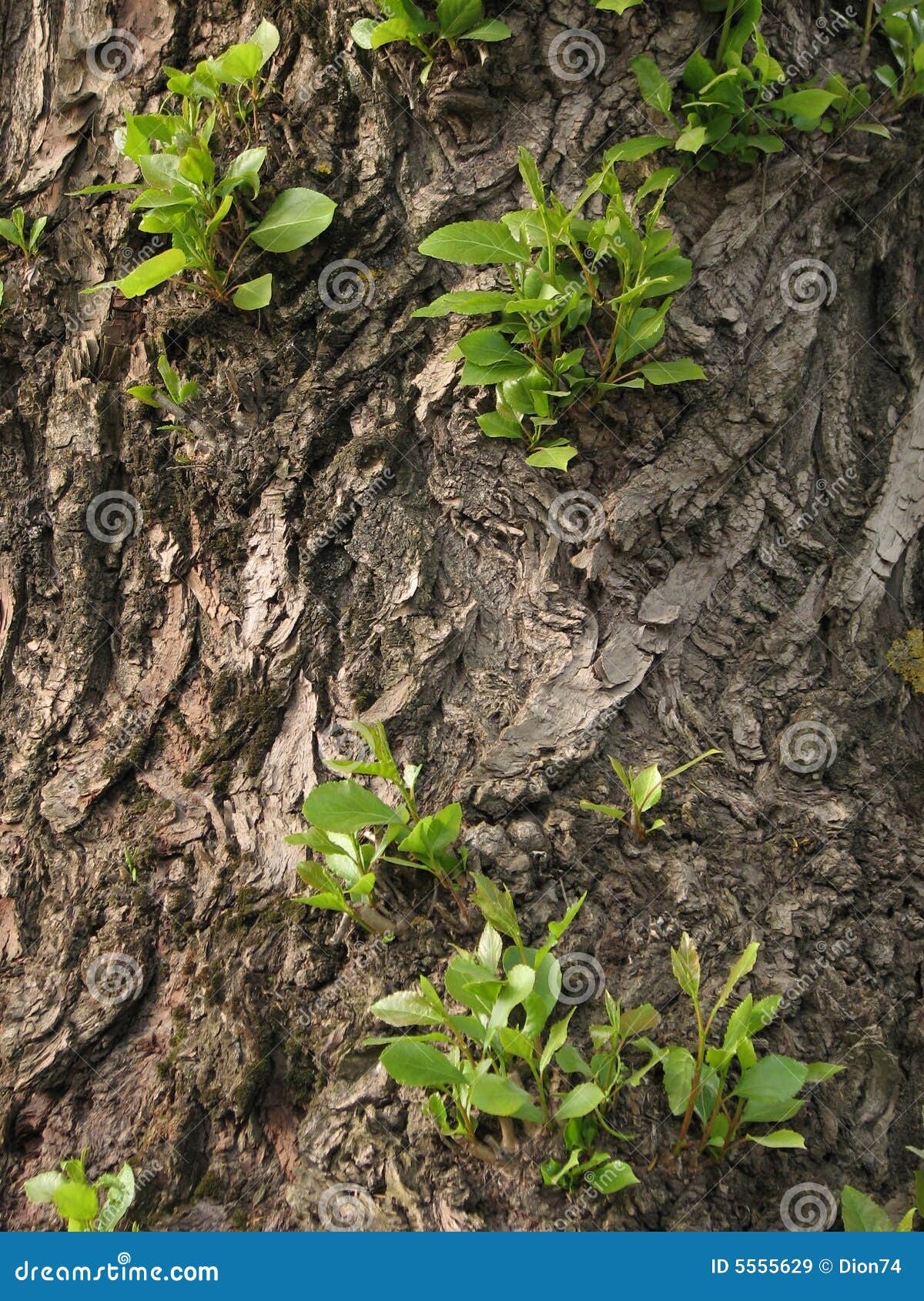 Aging Tree Picture. Image: 5555629