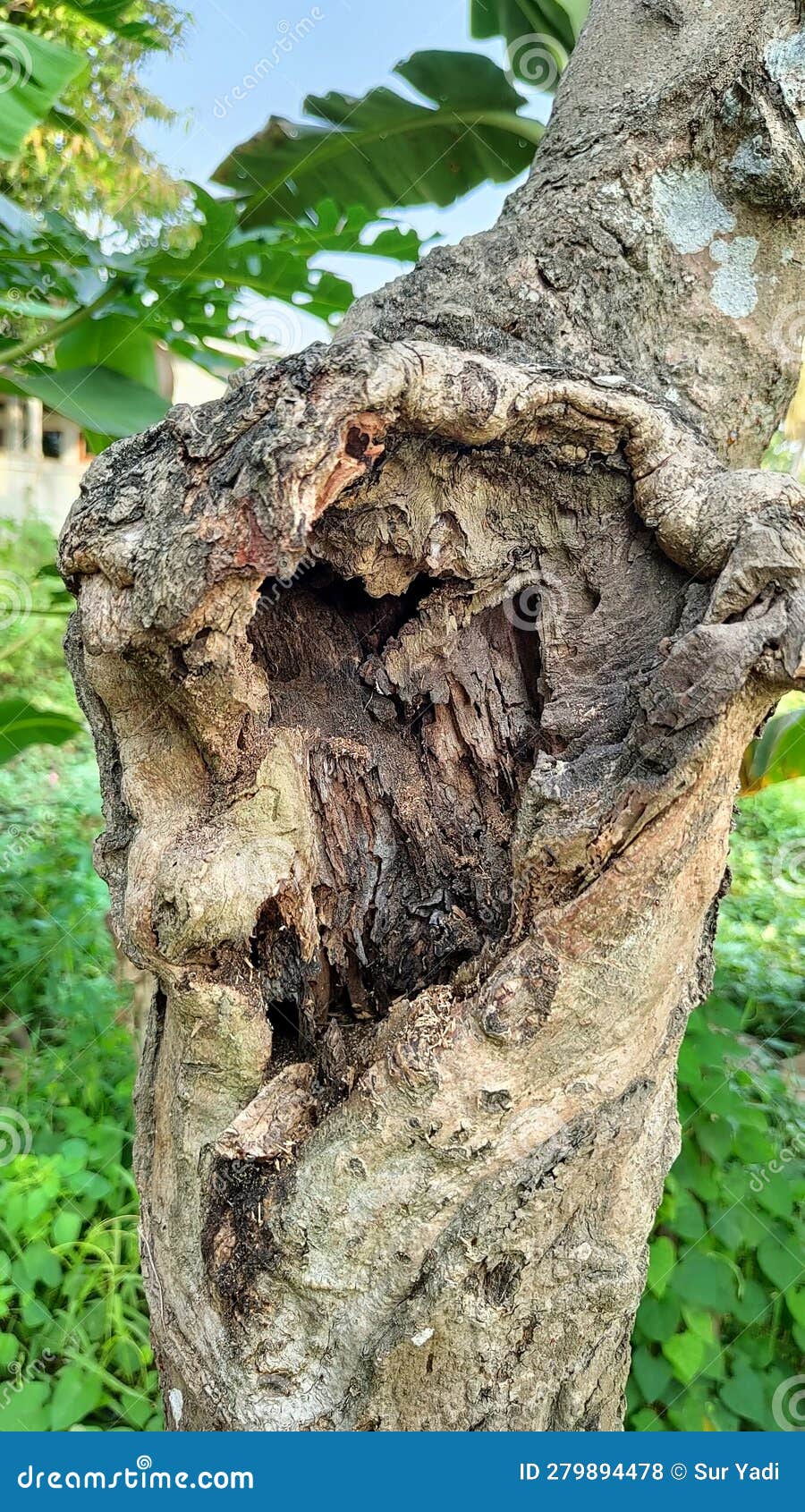 Aging Trees Result in Black Erosion of Trees that Have Been Cut Down ...