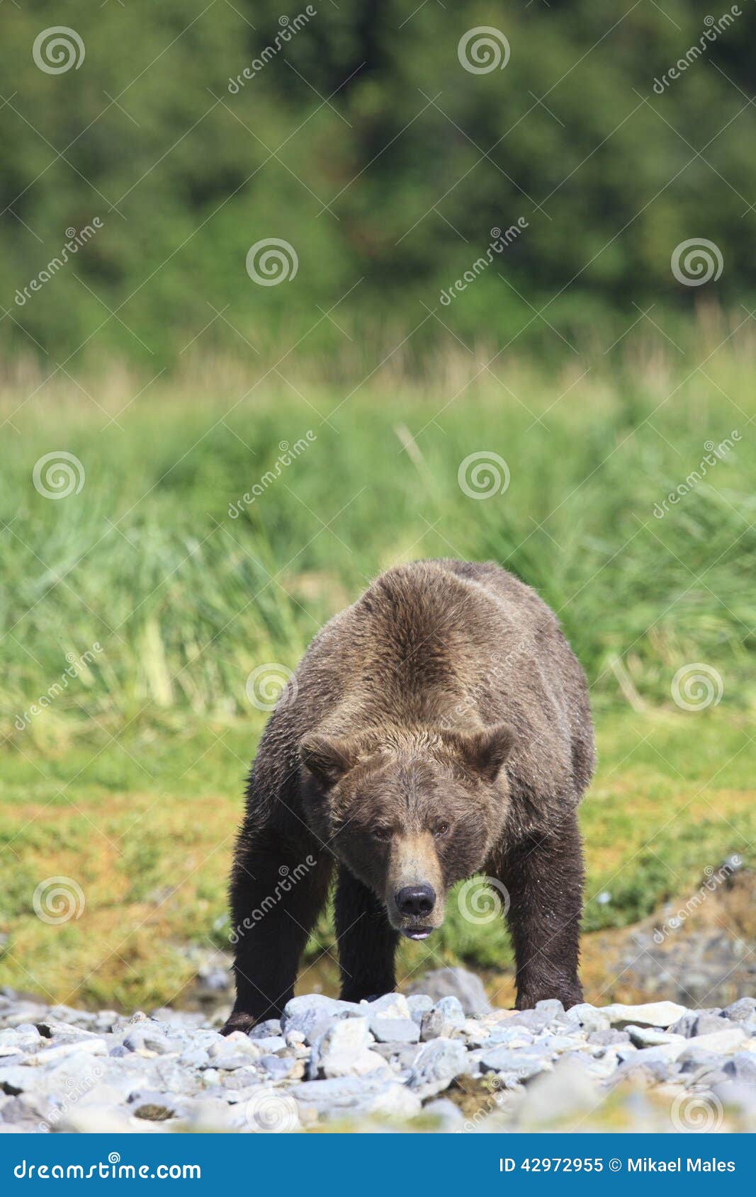 Agitated Brown Bear Boar Displaying Warning Signs Stock Image ...