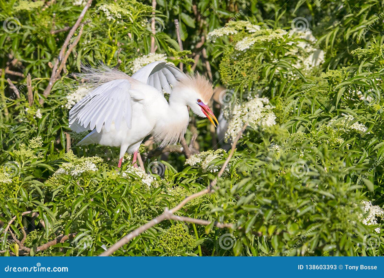 Agitated Cattle Egret in the Branches Stock Image - Image of bird ...