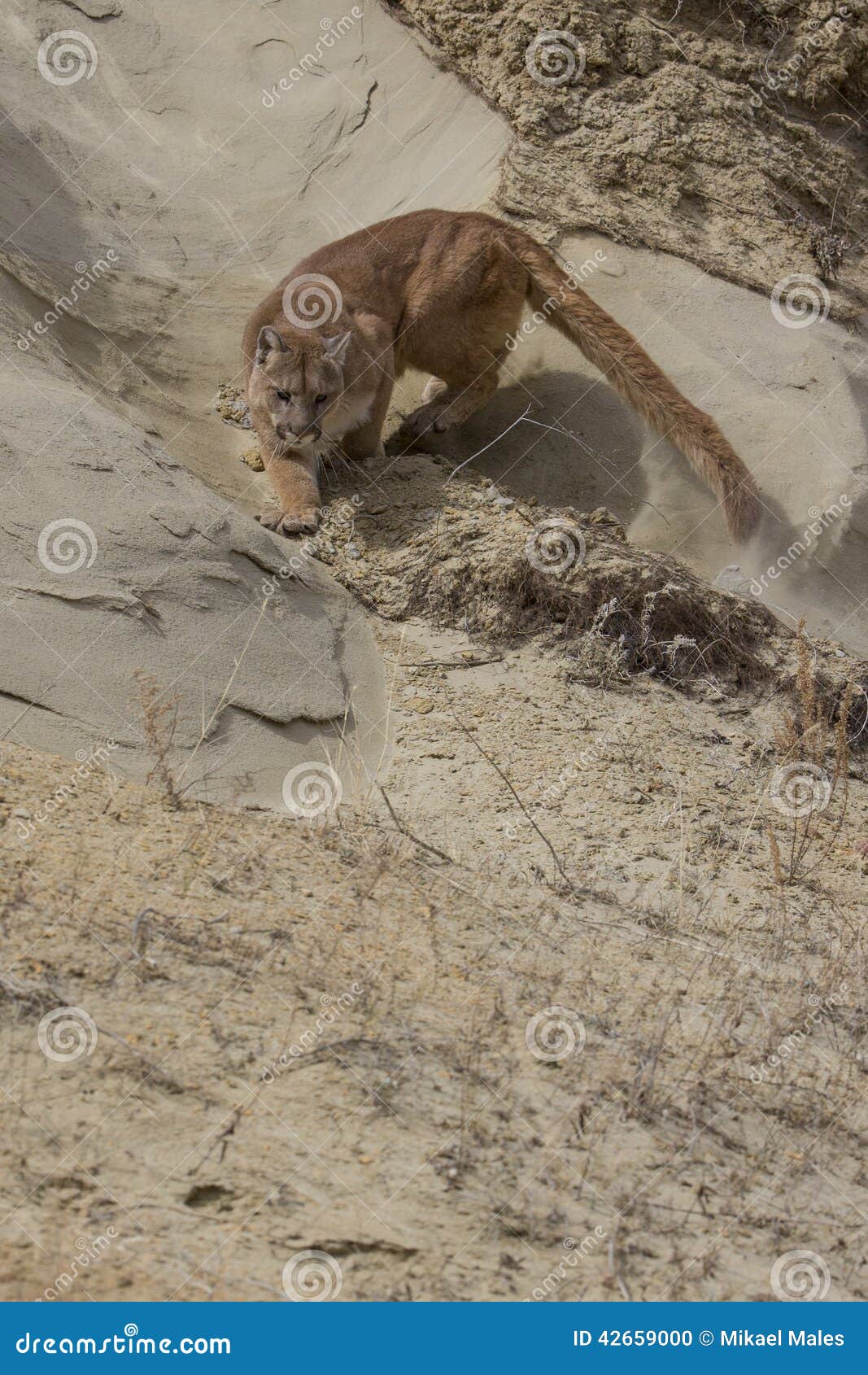 Agitated Mountain Lion Stalking on Ledge Stock Photo - Image of jumping ...