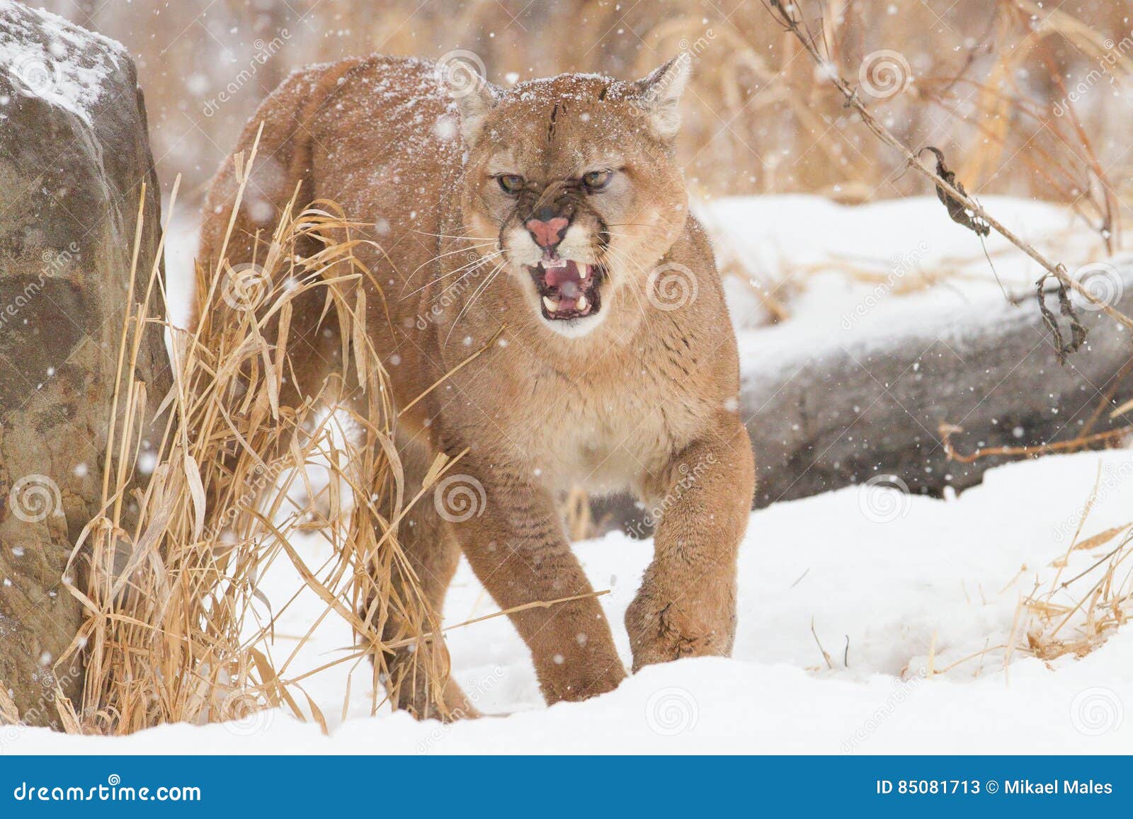 Agitated mountain lion stock image. Image of panther - 85081713
