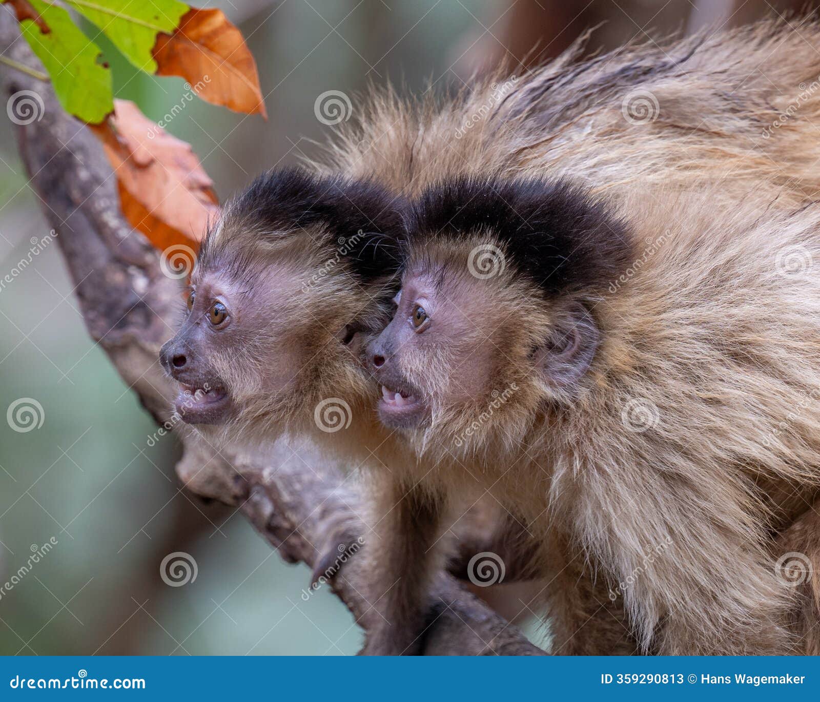 Agitated Pair of Capuchin Monkeys Stock Image - Image of sister, mammal ...