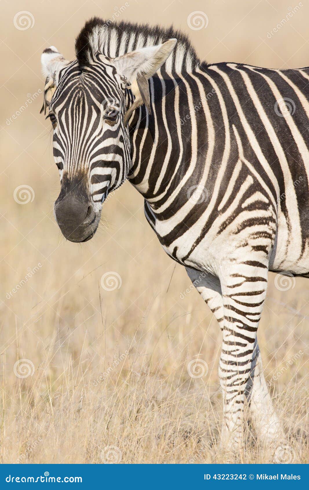 Agitated Zebra with Ears Back Stock Photo - Image of stripes, zebra ...