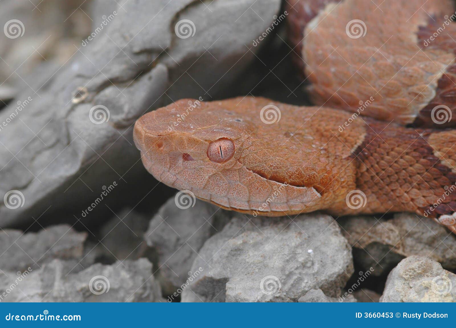 Agkistrodon Contortrix Phaeogaster Stock Image - Image of color ...