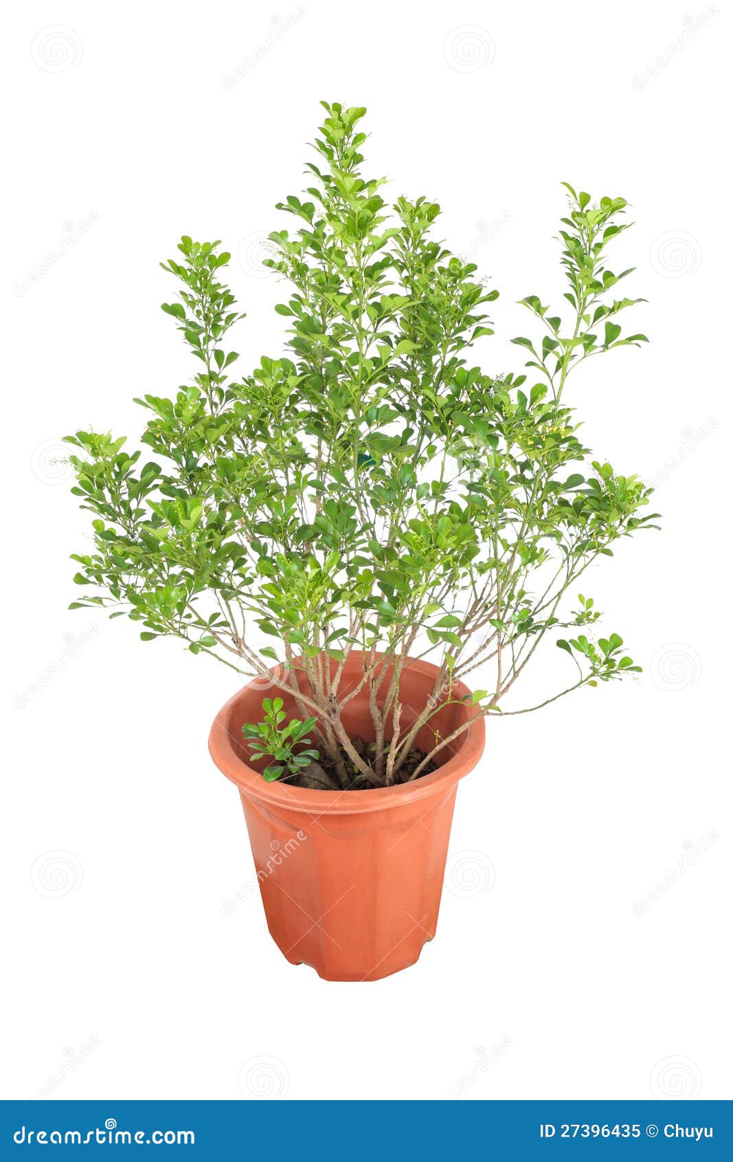 Aglaia odorata plant stock image. Image of cultivation - 27396435