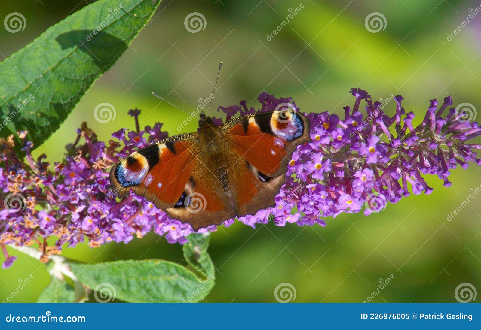 Aglais Io Butterfly Commonly Known As the Peacock Butterfly. Stock ...