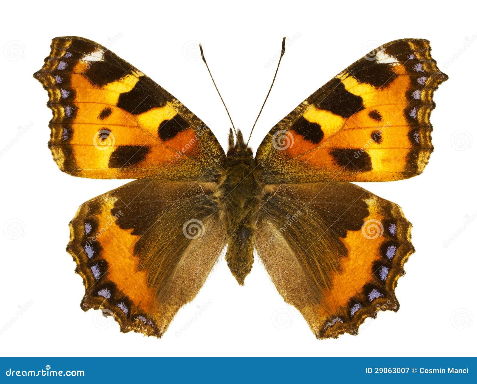 Aglais Urticae Butterfly Stock Photography | CartoonDealer.com #37201238