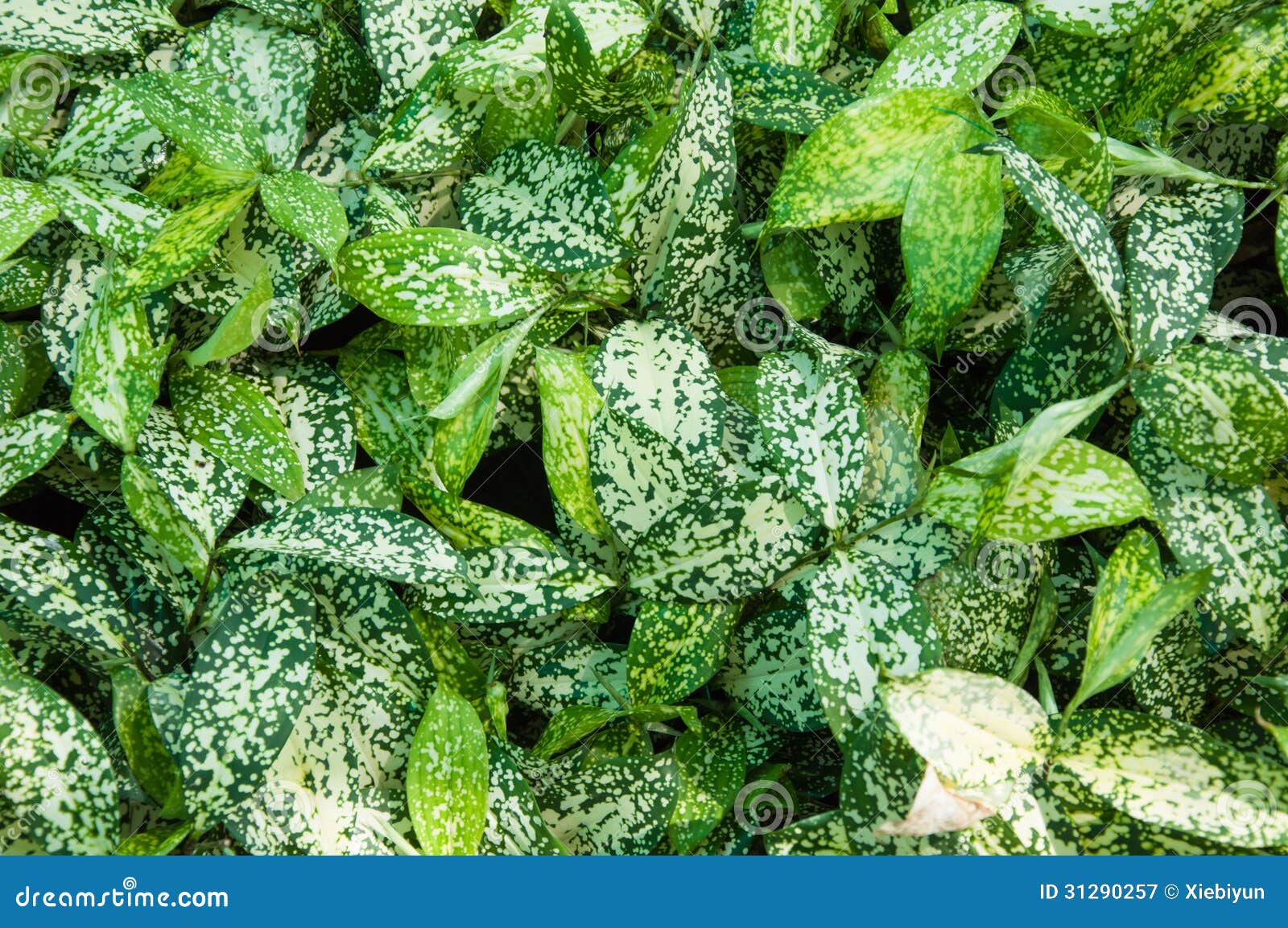 Thai Aglaonema Photos - Free & Royalty-Free Stock Photos from Dreamstime