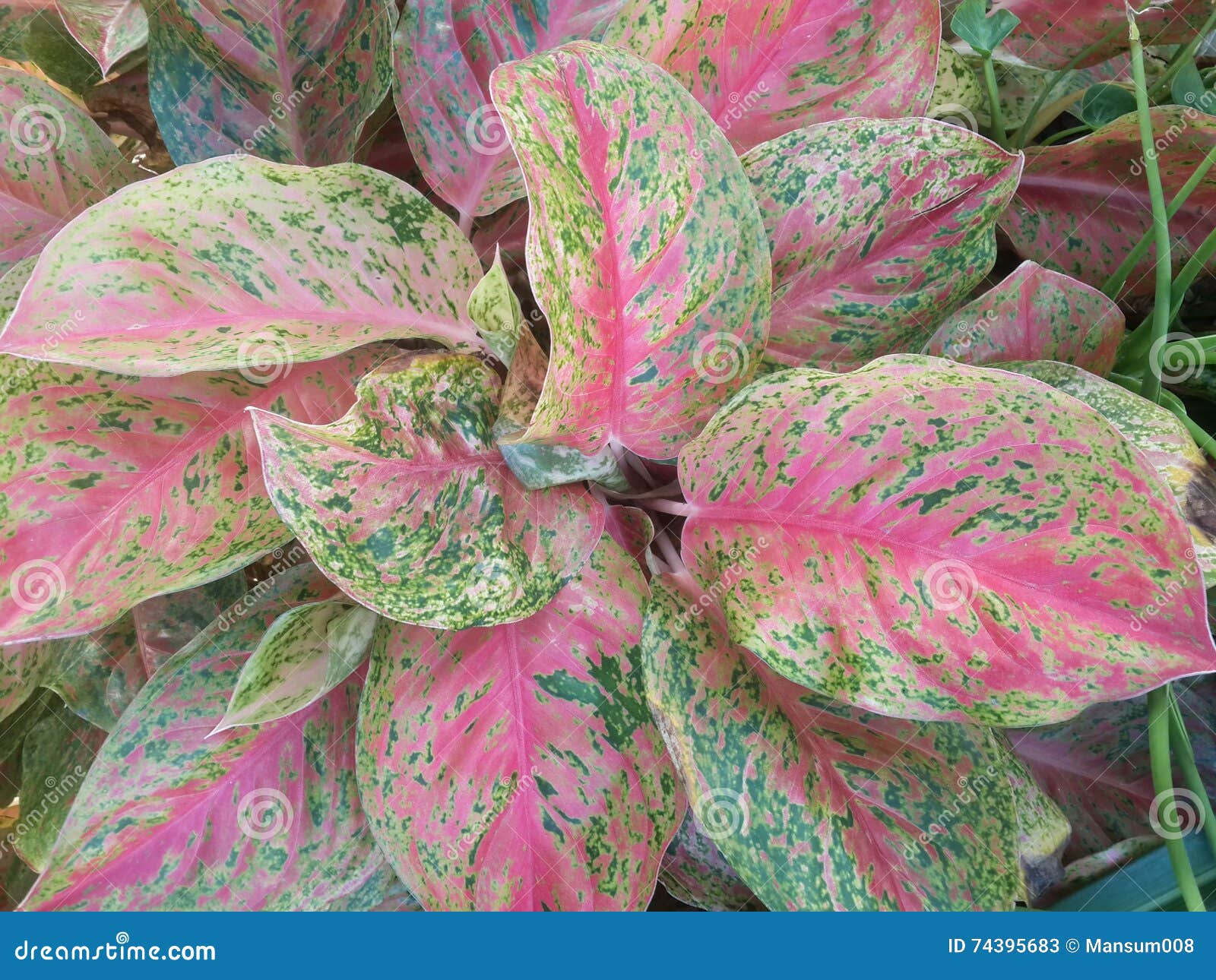 Aglaonema Commutatum Plants Stock Image - Image of leaves, natural ...
