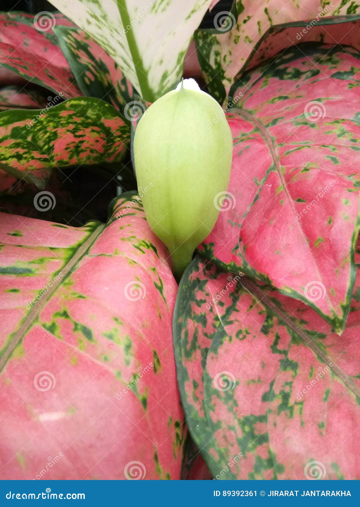 Aglaonema stock image. Image of bright, beautiful, botanical - 89392361