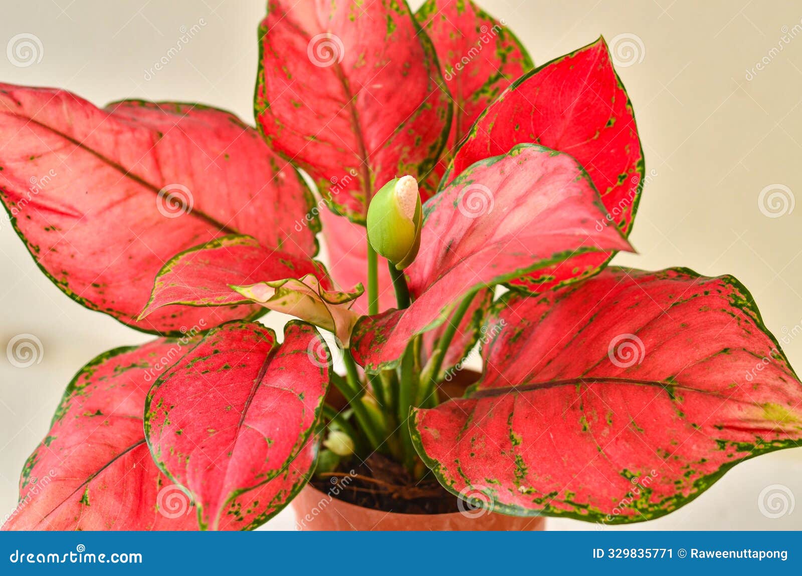 Aglaonema siam aurora stock image. Image of chinese - 329835771