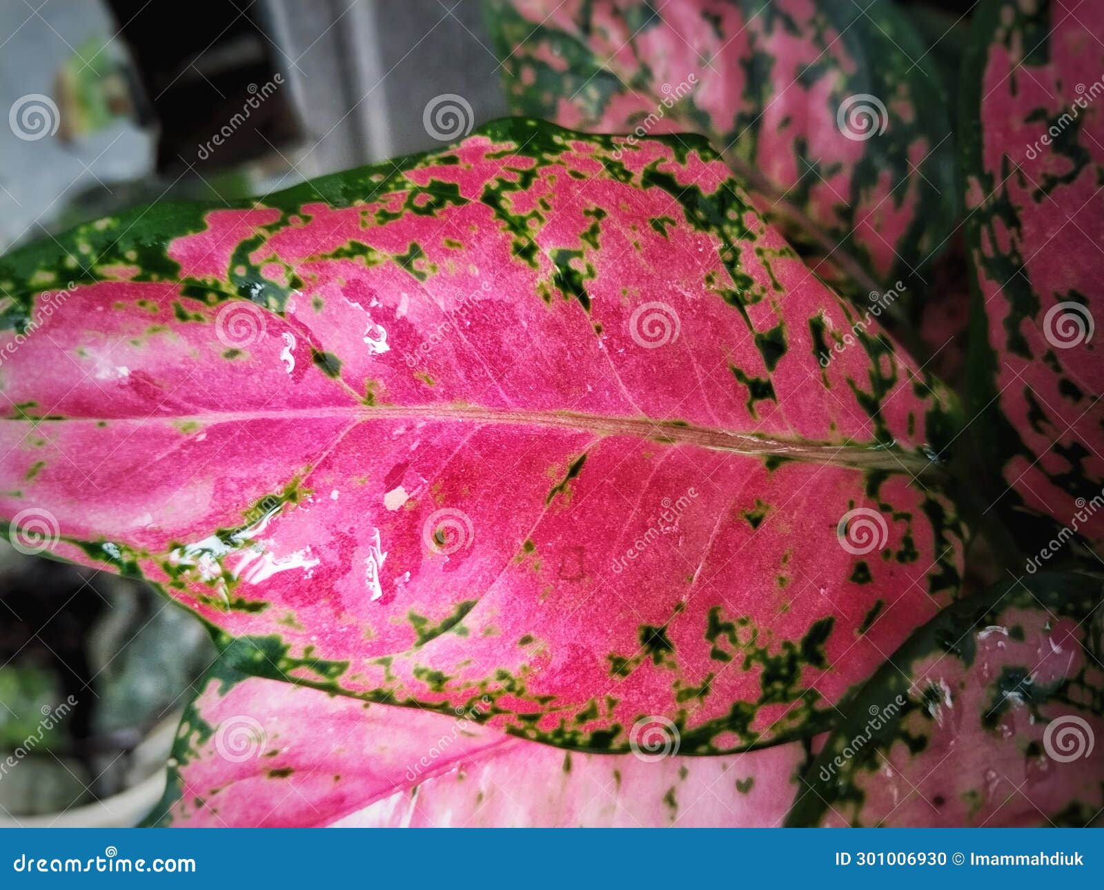 Aglaonema Is One Type Of Ornamental Plant Which Is Also Known As ...
