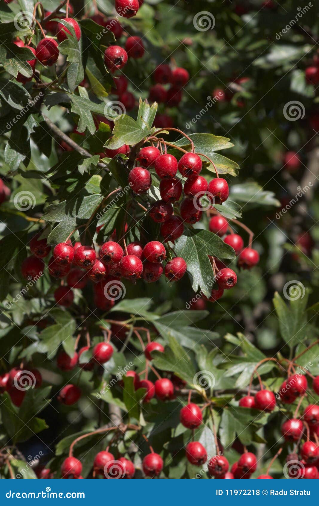 Aglet stock photo. Image of landscape, family, nursery - 11972218
