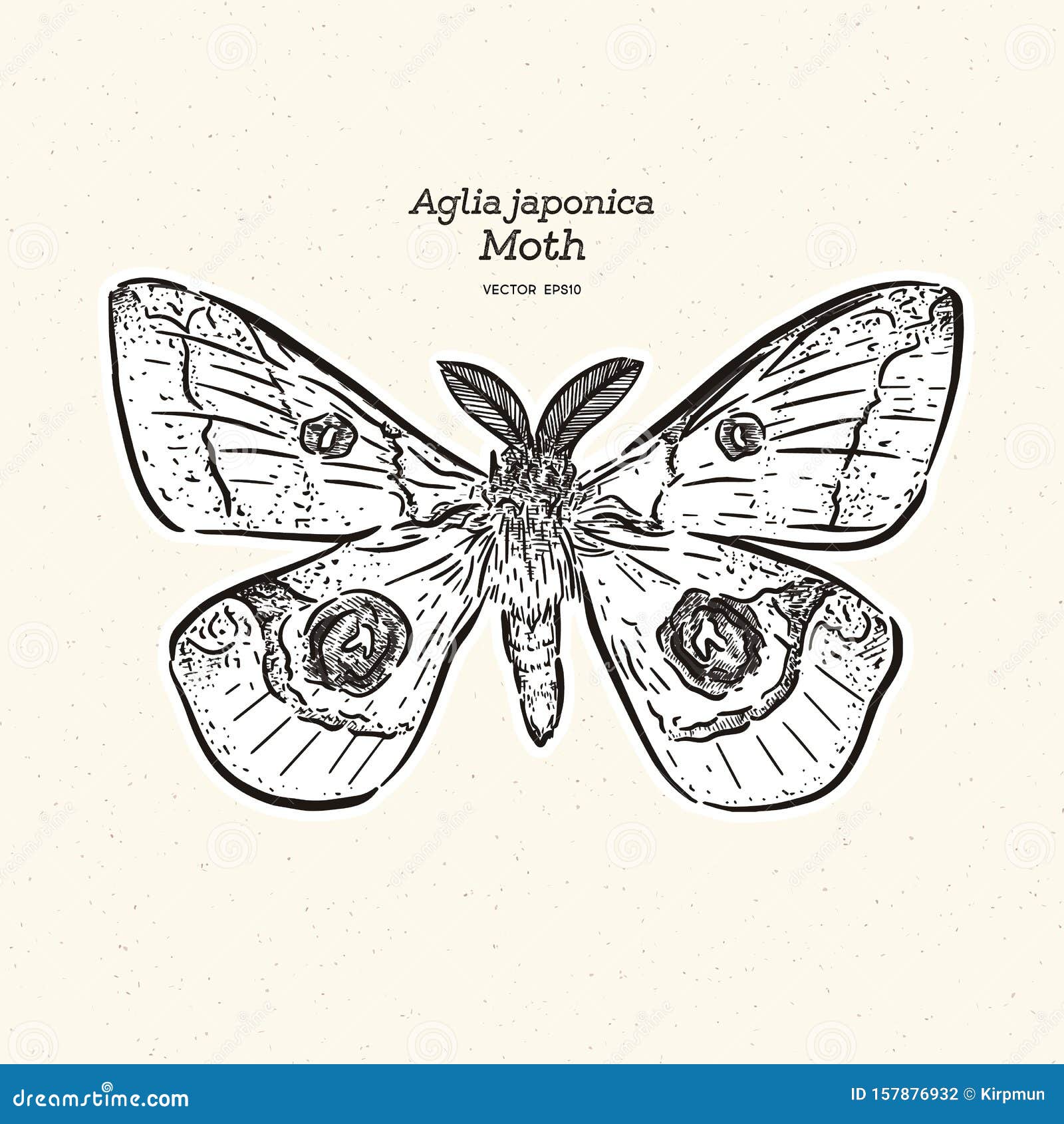 Moth Hand Drawing Old School Tattoo. Cartoon Vector | CartoonDealer.com ...