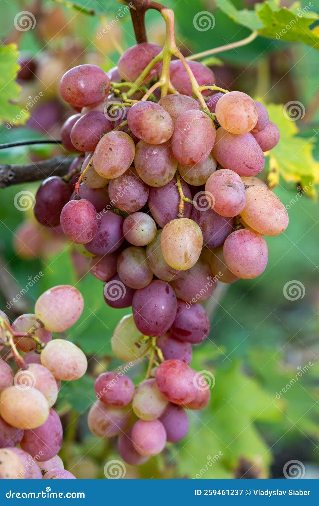 Aglomerado De Uva Rosa Num Arbusto Imagem de Stock - Imagem de deserto ...