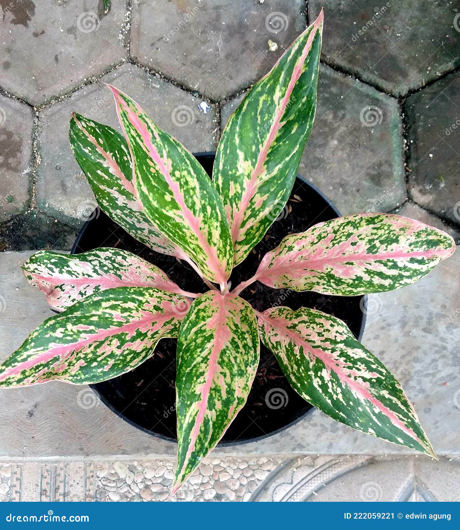 Aglonema Butterfly Flower Stock Photos - Free & Royalty-Free Stock ...