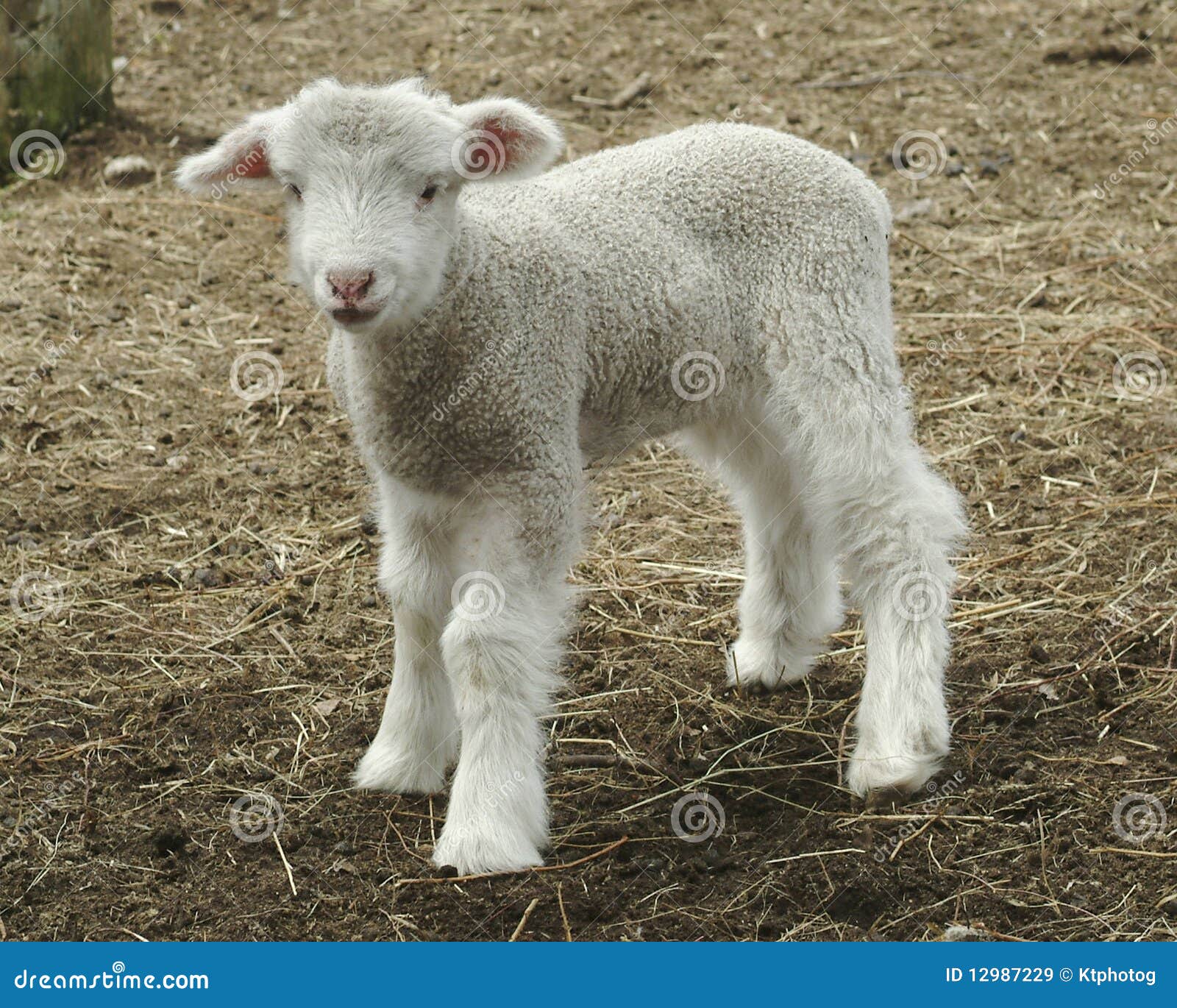 Agneau image stock. Image du domestique, grange, animal - 12987229