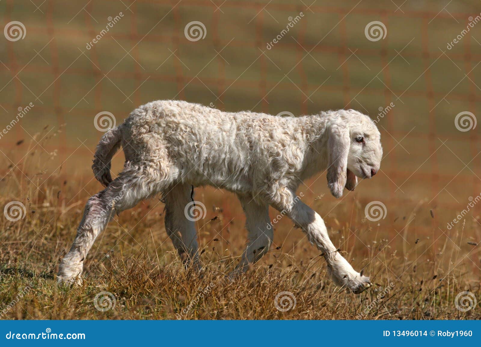 Agneau photo stock. Image du animaux, agneau, blanc, bétail - 13496014