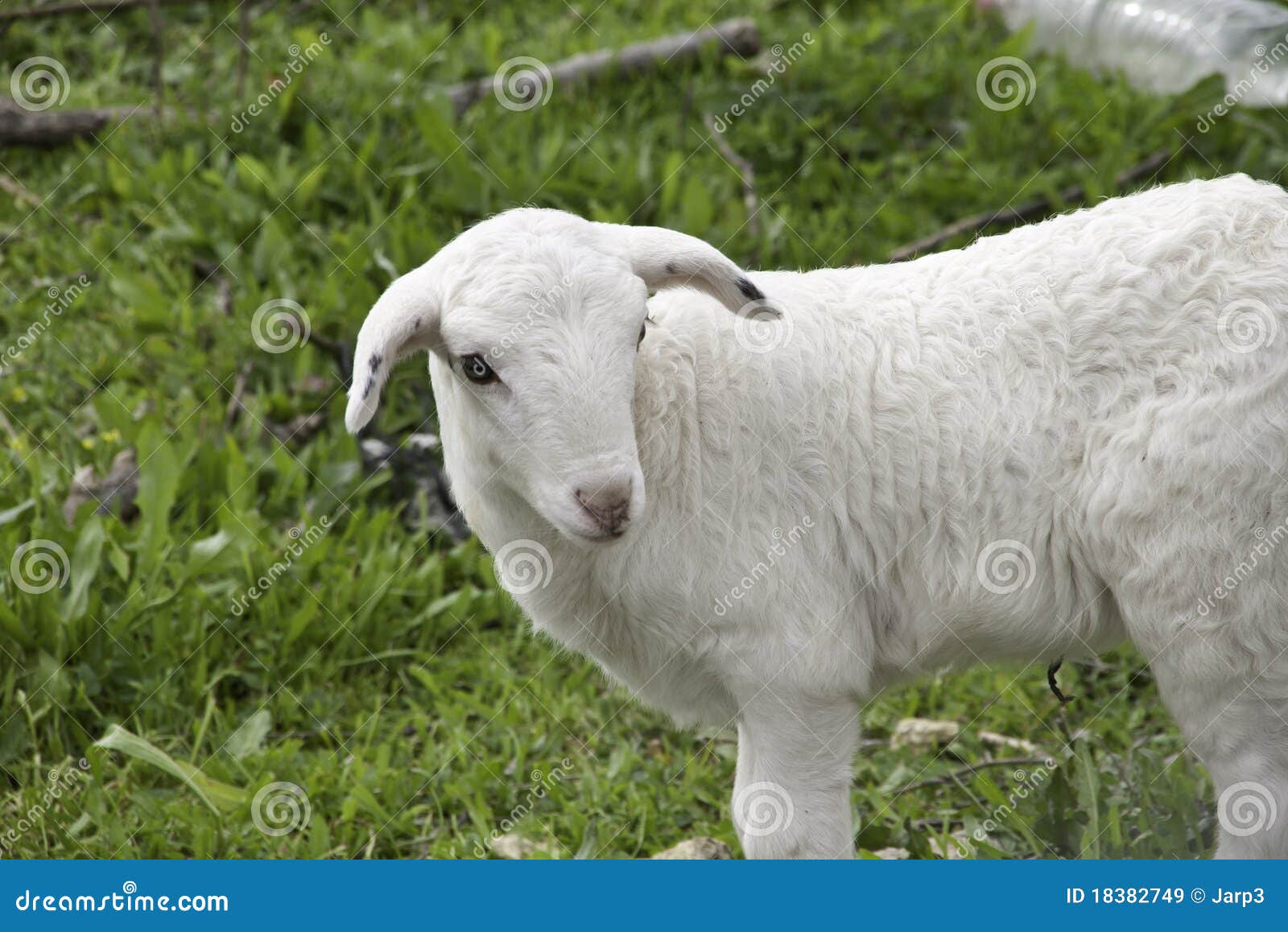 Agneau image stock. Image du animal, pâturage, agneau - 18382749