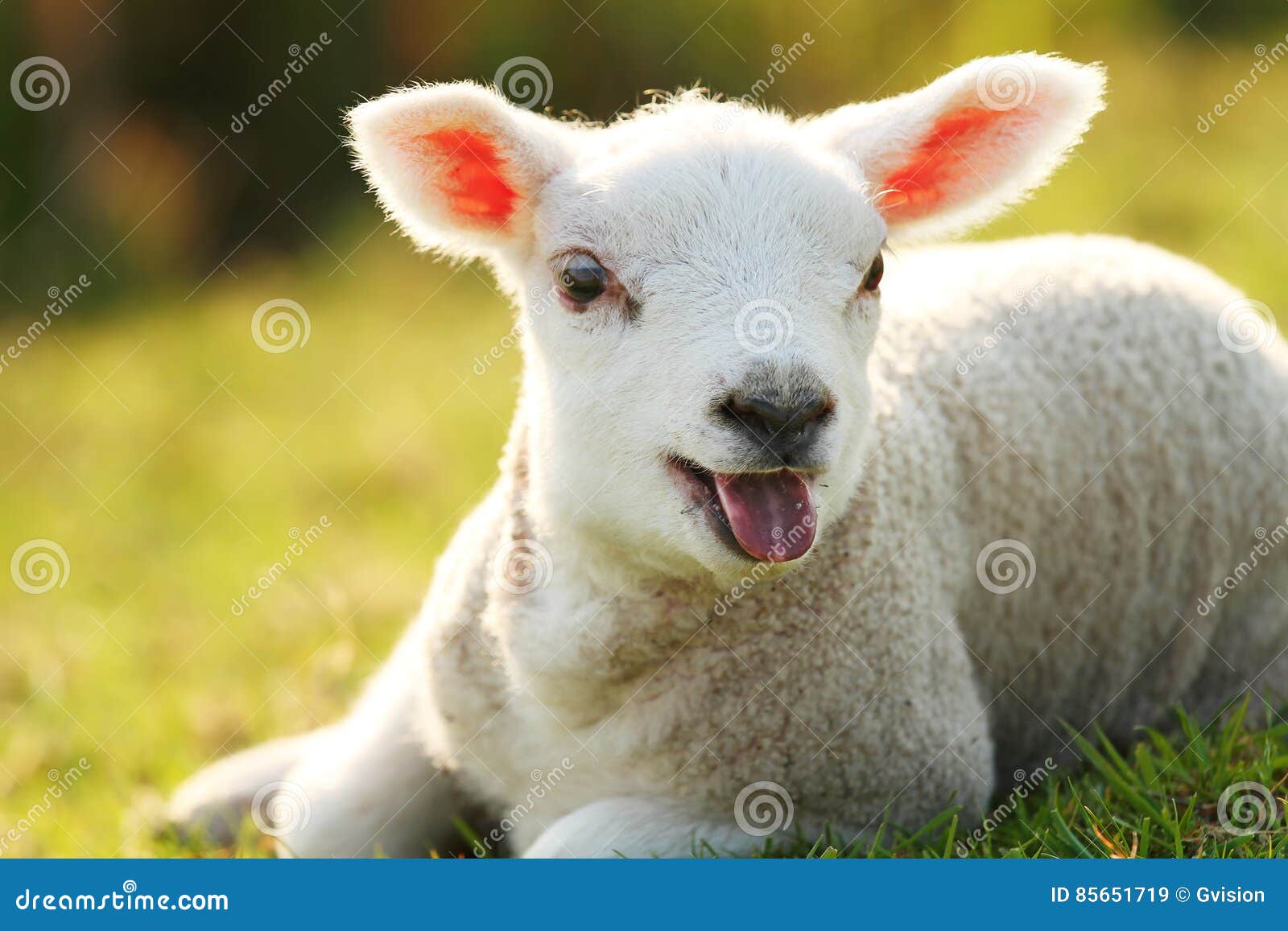 Agneau mignon de bébé image stock. Image du herbivore - 85651719