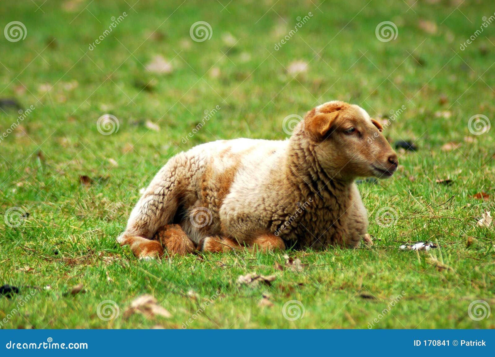 Agnello. immagine stock. Immagine di giovane, animale, pascolo - 170841