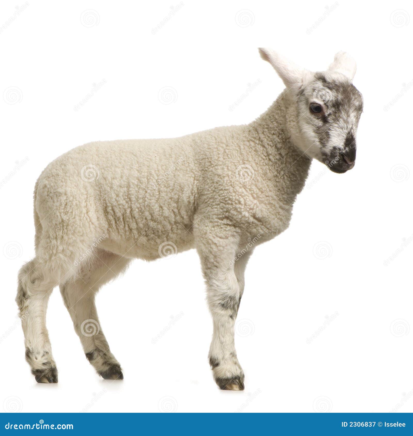 Agnello immagine stock. Immagine di bianco, pecore, agnello - 2306837