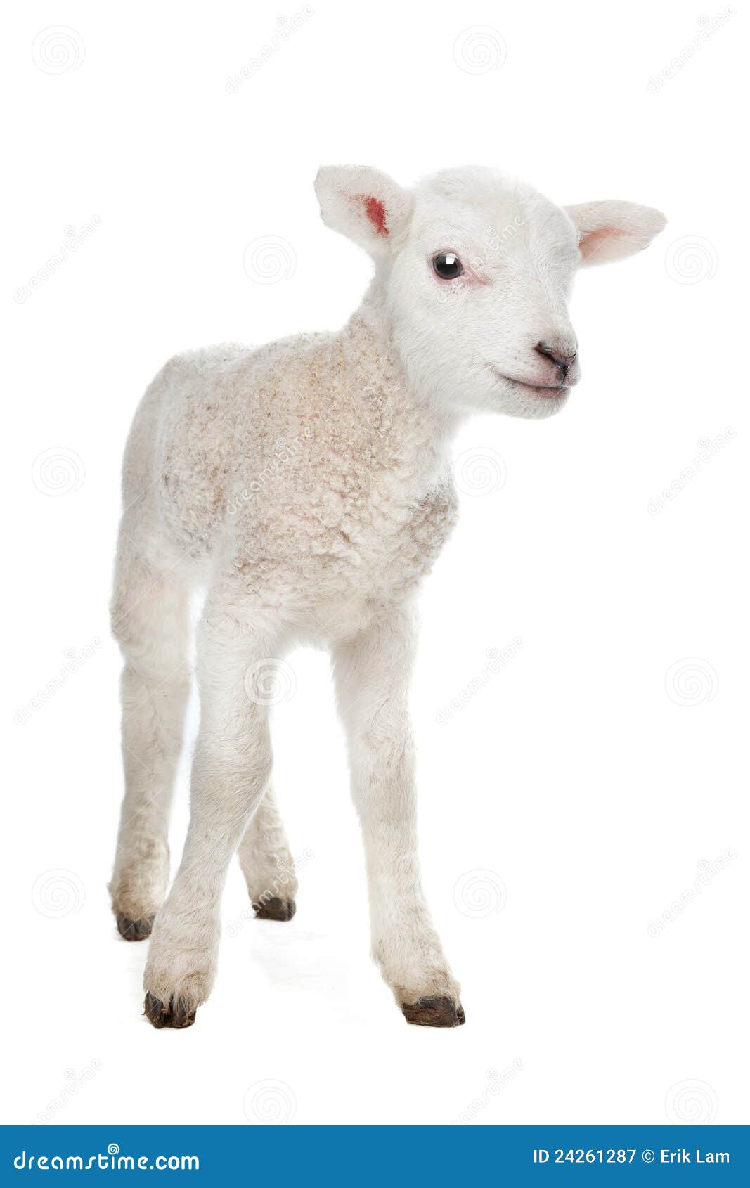 Agnello immagine stock. Immagine di sfondo, isolato, animale - 24261287