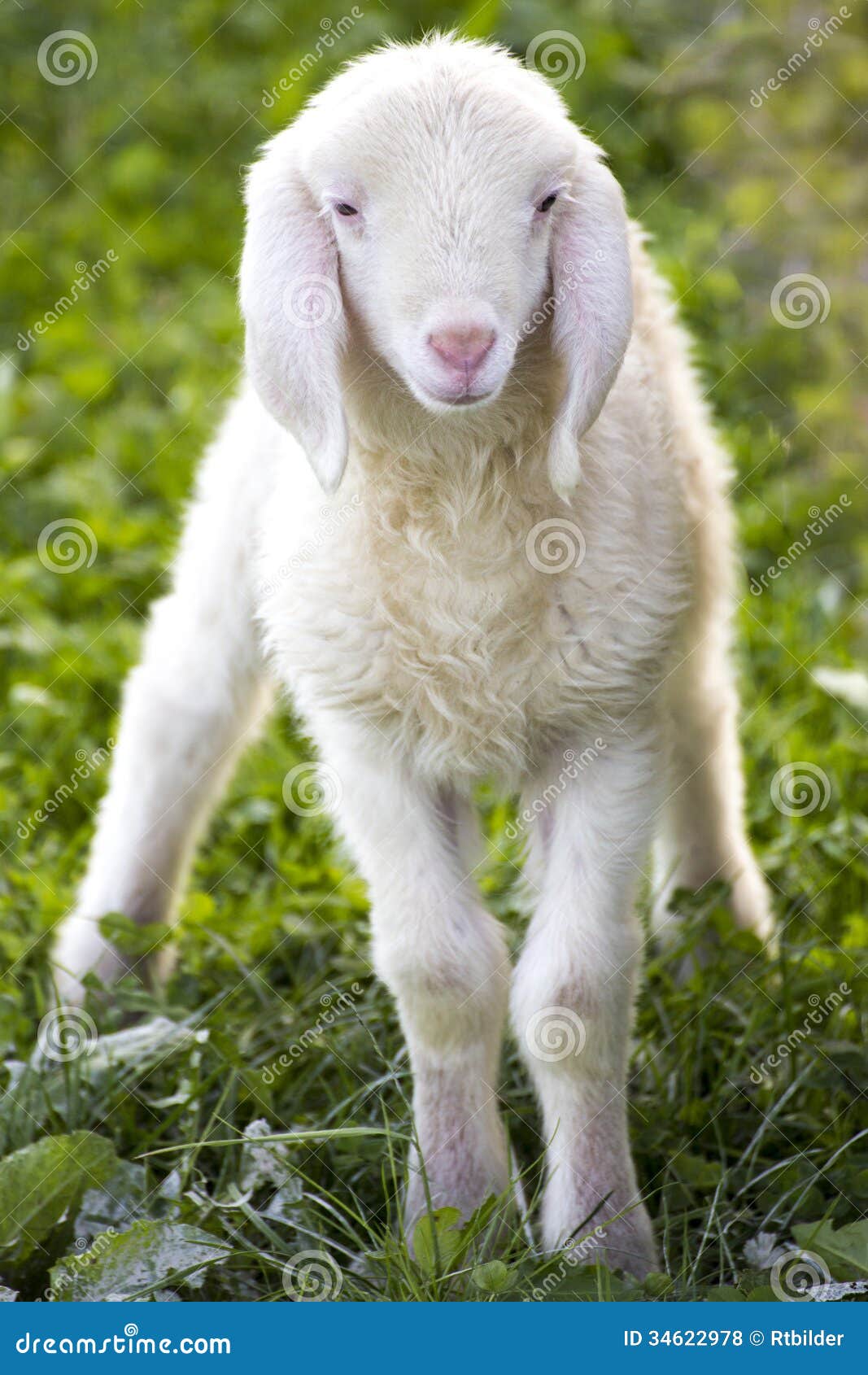 Agnello fotografia stock. Immagine di prato, orecchi - 34622978