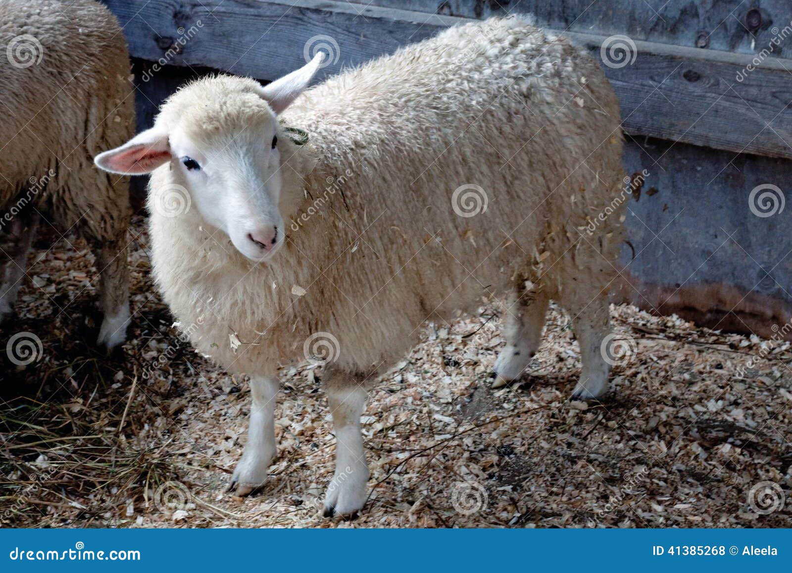 Agnello fotografia stock. Immagine di penna, rosa, fieno - 41385268