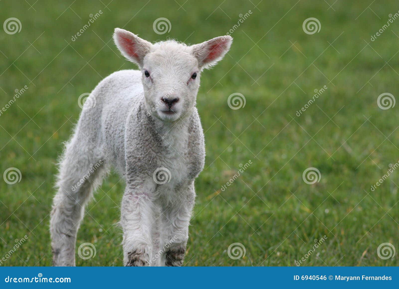 Agnello fotografia stock. Immagine di puro, frolico, pecore - 6940546