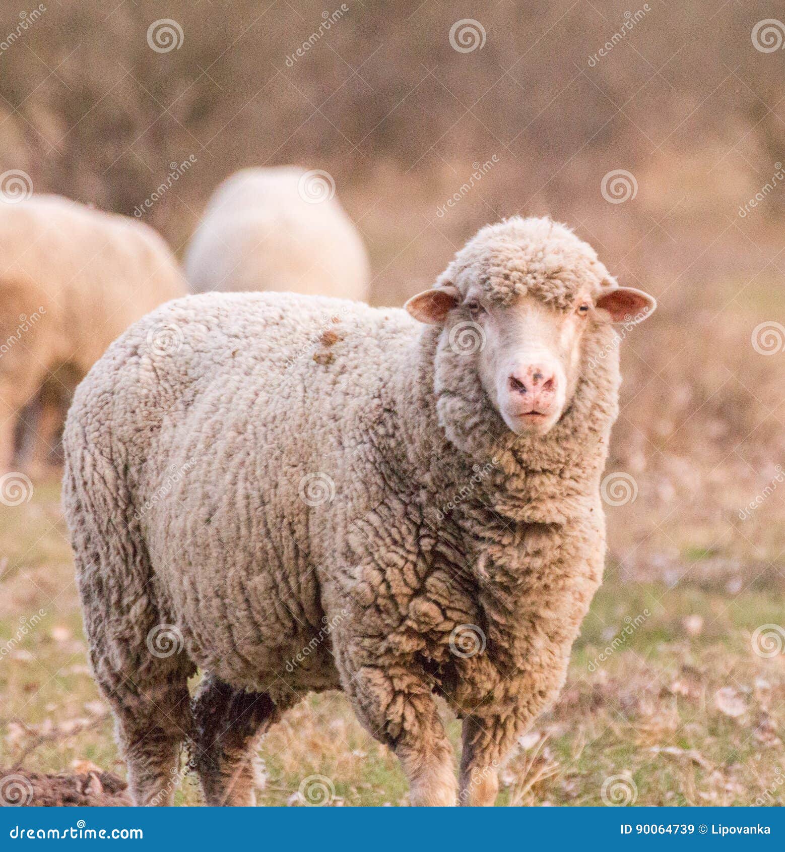 Agnello immagine stock. Immagine di telaio, alimento - 90064739