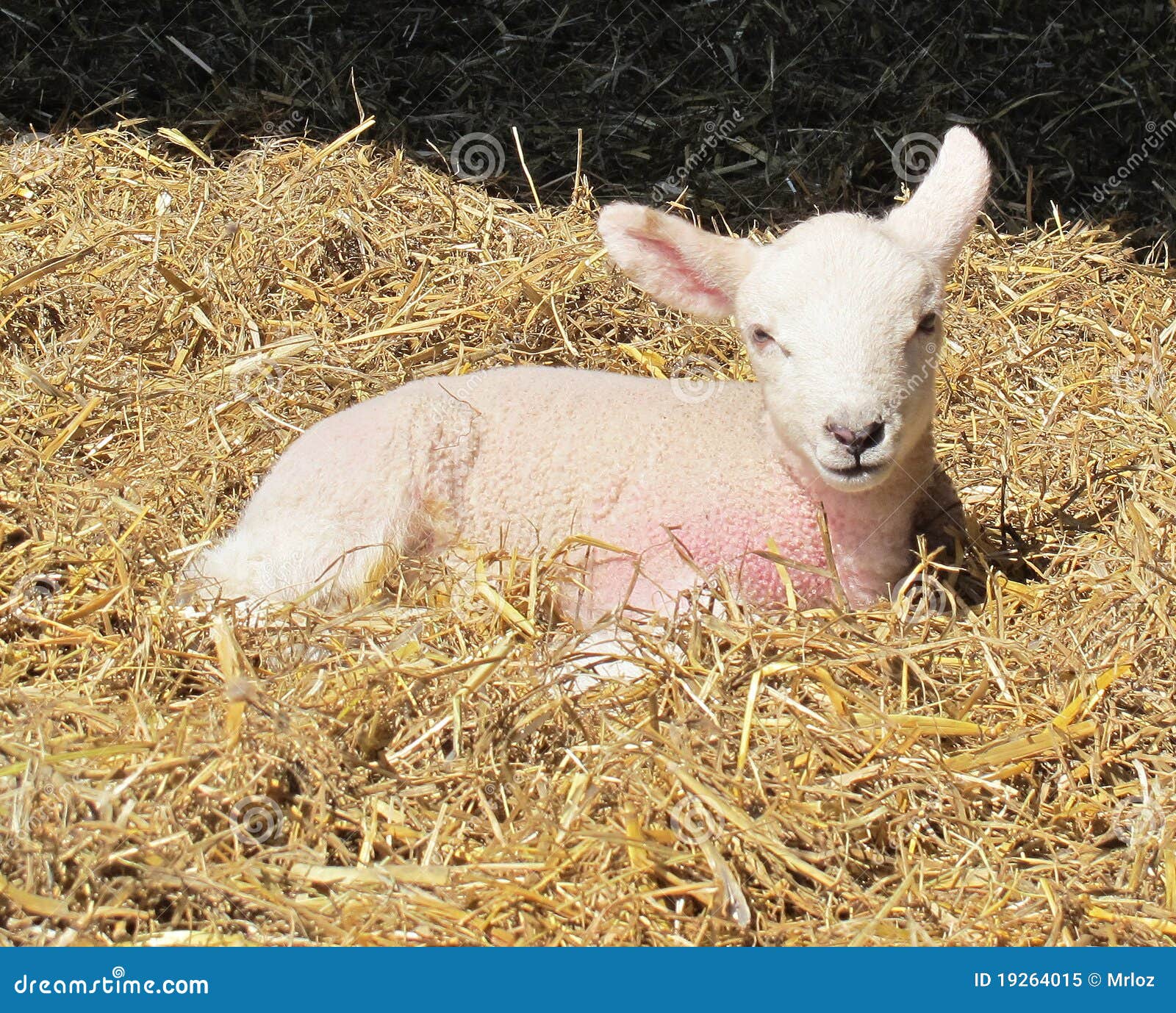 Agnello appena nato immagine stock. Immagine di animale - 19264015