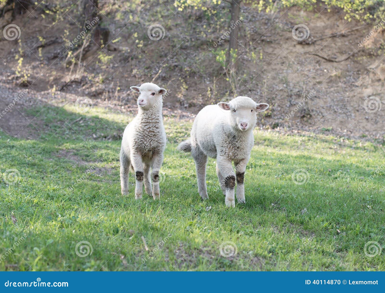 Agnello Che Pasce Nel Campo Rurale Fotografia Stock - Immagine di ...
