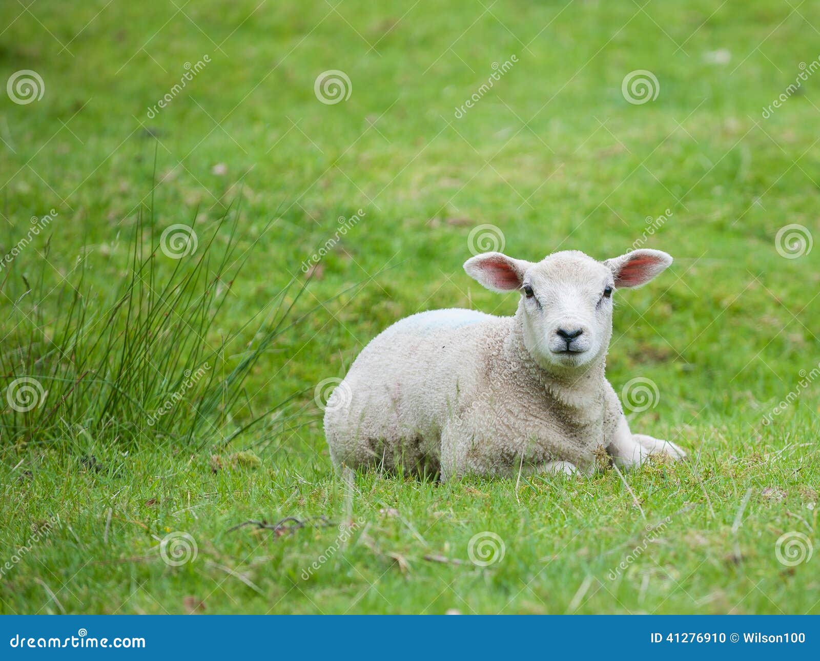 Agnello Che Risiede Nel Campo Di Erba Fotografia Stock - Immagine di ...