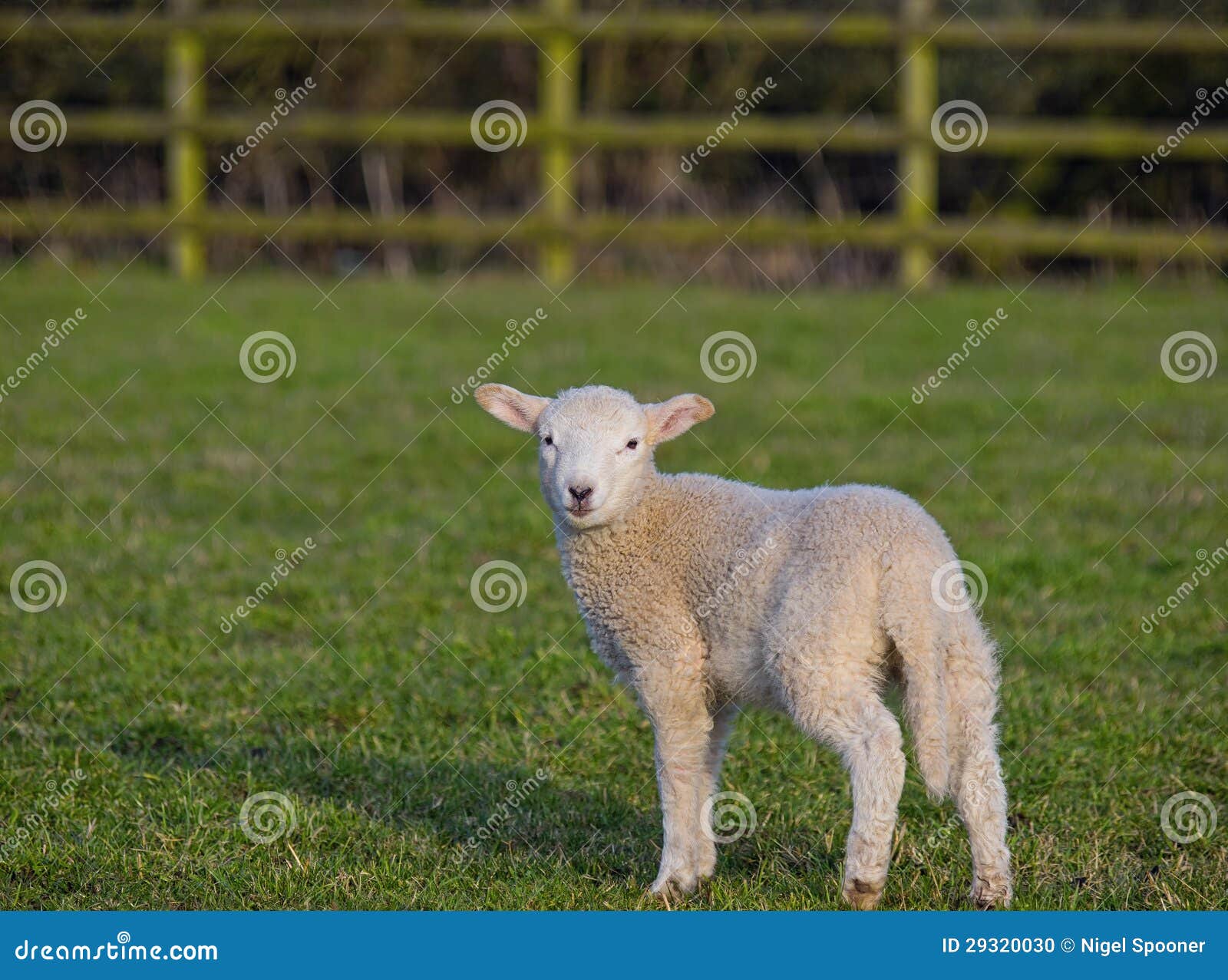 Agnello di Apring fotografia stock. Immagine di giovanile - 29320030