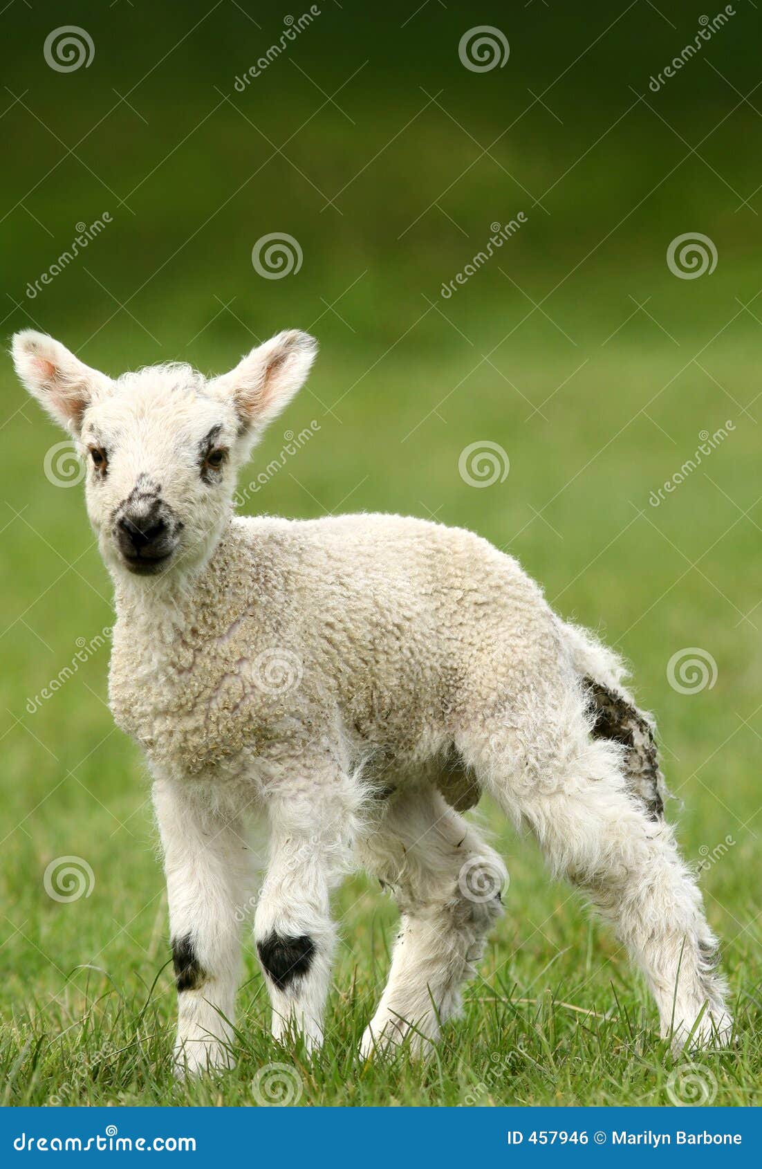 Agnello di primavera fotografia stock. Immagine di animali - 457946