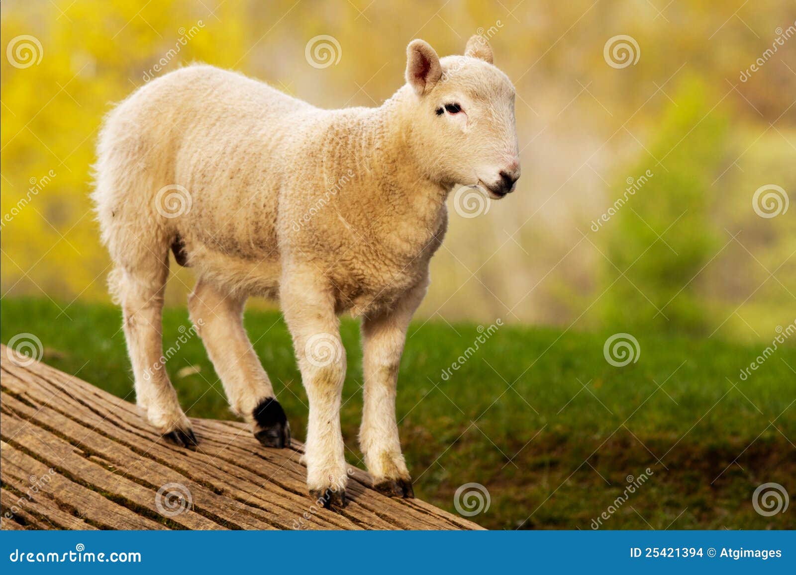 Agnello inglese fotografia stock. Immagine di pecore - 25421394